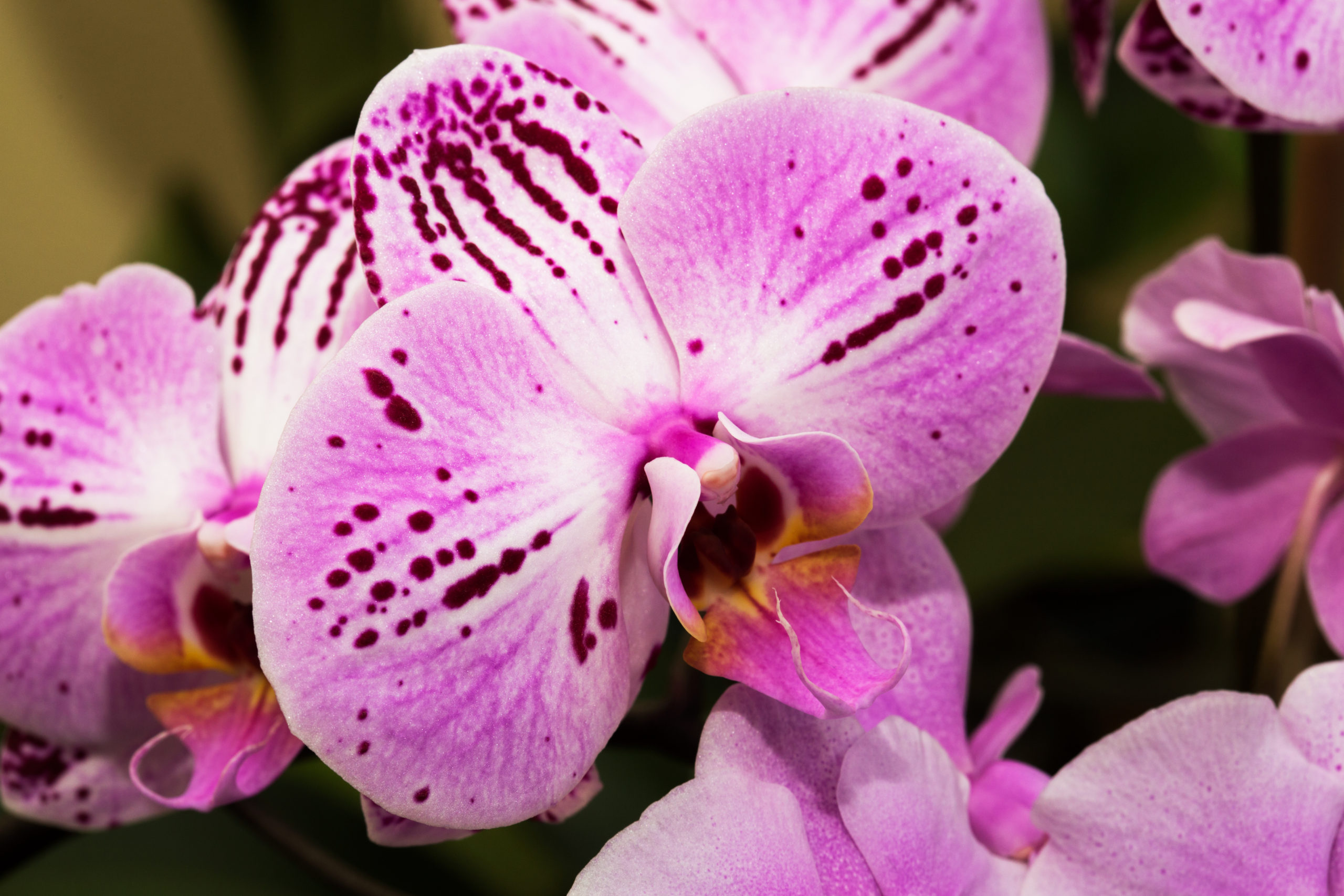 "Looking Beyond Myself": The Rinard Legacy